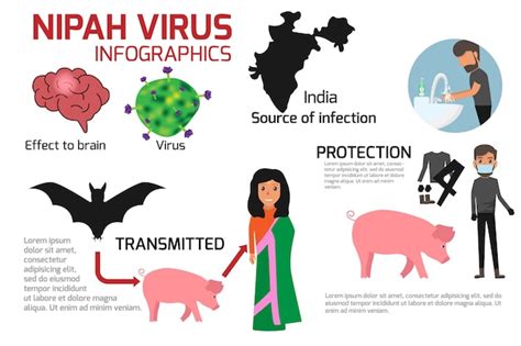 Premium Vector Nipah Virus Infographics