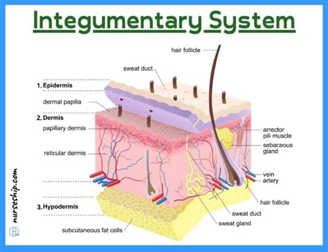Accessory Of Integumentary System At William Deas Blog