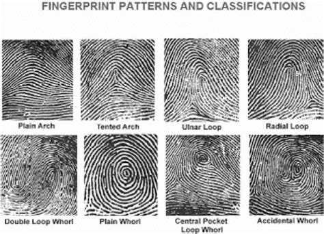 Main Types Of Fingerprints