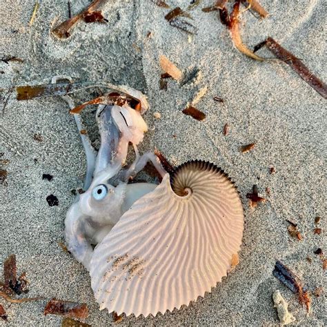 Unusual Argonaut Octopus Rescued On Key Biscayne Beach Key Biscayne