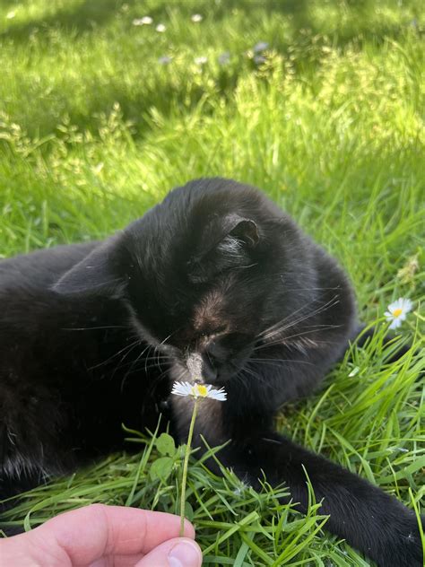 Void Likes Spring Rblackcats