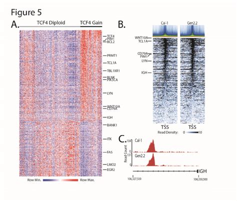 Dna Copy Number Gain Of Tcf4 Is Associated With Increased Expression Of