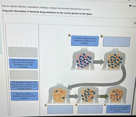 Solved Rev Due To Natural Selection Populations Undergo Unequal Survival And Reproductive