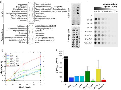Binding Assay Protocol At Jordan Old Blog