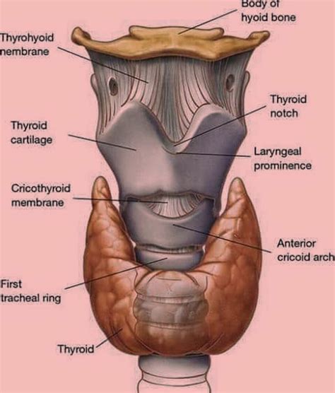 Thyroid Medulla