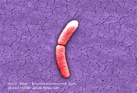 Typhoid Bacteria
