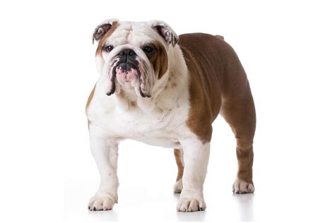 Bulldog Anglais Caractère Alimentation Soins