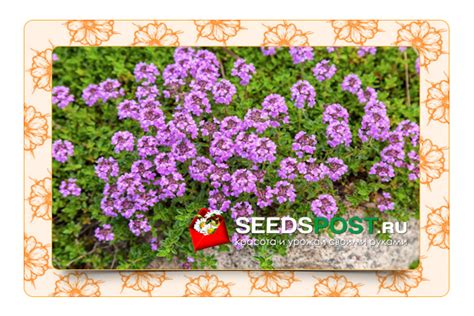 Чабрец и все его полезные свойства | Seedspost.ru