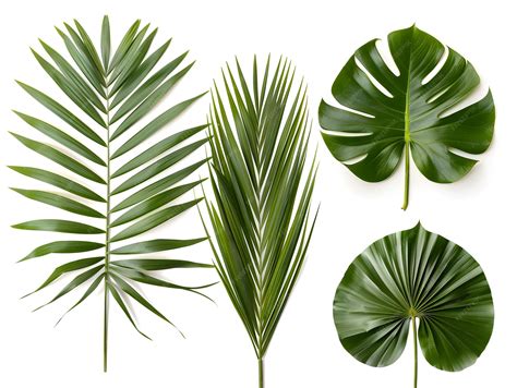Premium Photo Four Different Types Of Palm Leaves On A White