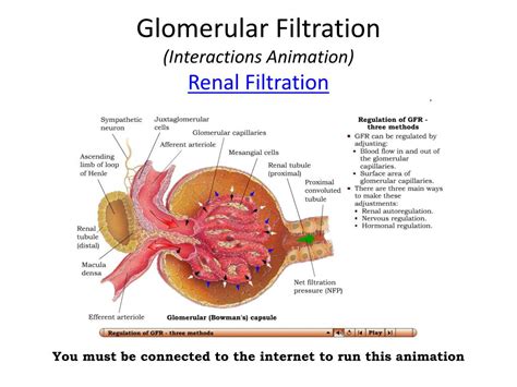 Ppt Glomerular Filtration Powerpoint Presentation Free Download Id