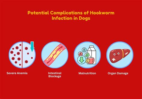 A Comprehensive Guide To Hookworm In Dogs
