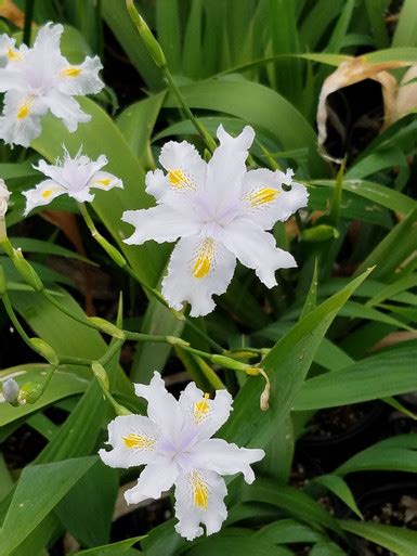 Iris X Nada Beardless Iris