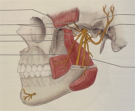 Nervous Anterior Trunk Of Mandibular Nerve V3 Branch Of