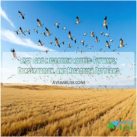 Best Bird Migration Routes Flyways Conservation And Migration Patterns