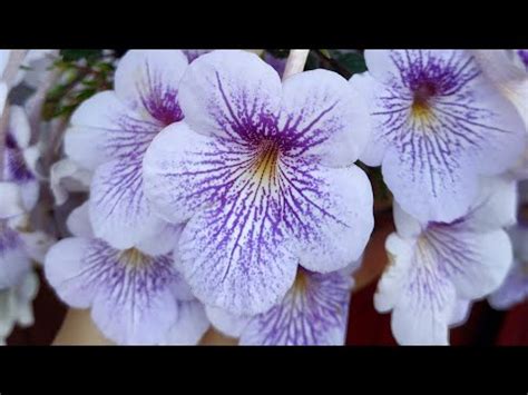 ахименесы "Tetra Verschaffelt" и "Ambroise Verschaffelt" - YouTube