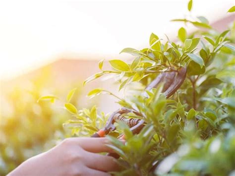 Gardening Basics For Beginners Common Pruning Mistakes