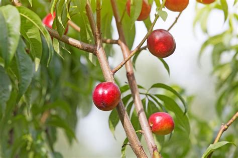Guide To Pruning A Nectarine Tree In Australia Ultimate Backyard