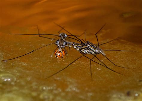 Gerridae Striders Aquaticos