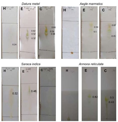 Iodine Exposed Thin Layer Chromatography Of Medicinal Plants Chosen For