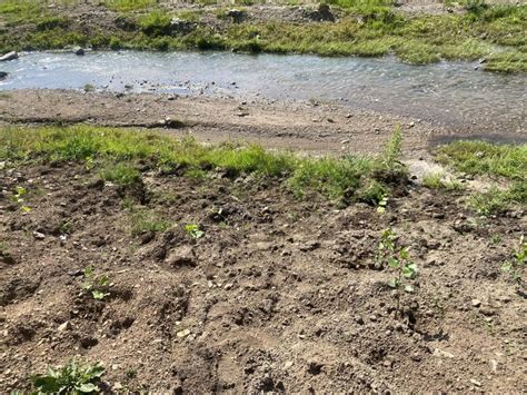 ОРХОН Ойн генетик нөөцийн төв 7 га газарт мод тарьж цэцэрлэгт хүрээлэн байгуулна Хүнсний хувьсгал