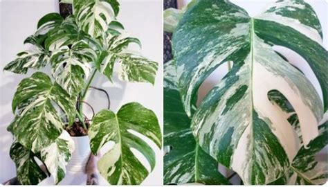 8 ყველაზე ძვირად ღირებული სახლის მცენარე რომელსაც ყველა ვერ შესწვდება რა ღირს “ვარსკვლავური