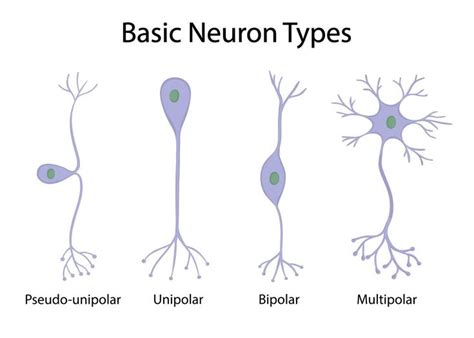 Dibujos De Neuronas