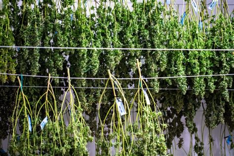 Growing Cannabis 101 Amsterdam Cannabis College