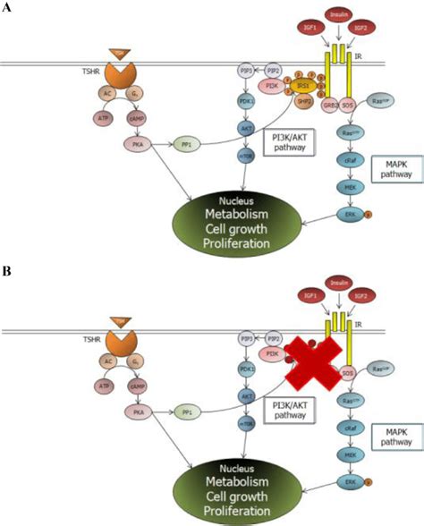 Insulin Signaling Pathway Steps