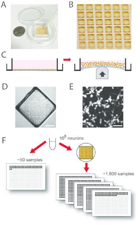 Each Micro Raft Array Can Generate Thousands Of Separate And Mobile