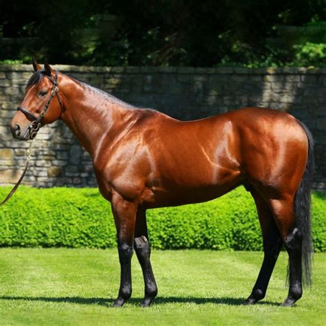 Thoroughbred Sales Sire Profile American Pharoah Ausire