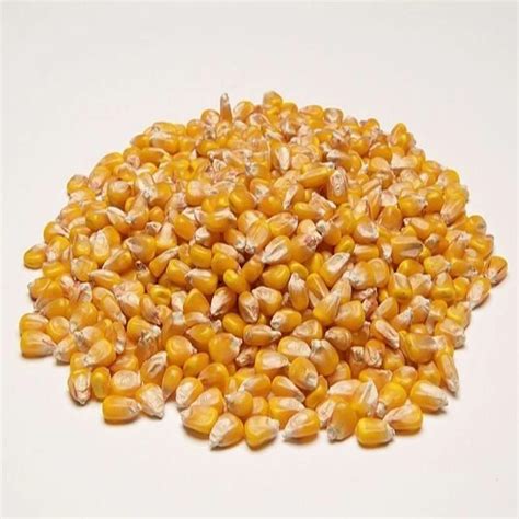 Hybrid Maize Seed At ₹ 45kg Hybrid Corn Seed In Solan Id