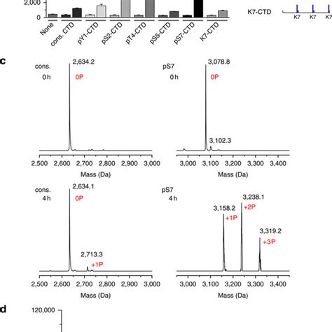 Substrate Preferences Of Cdk12 Phosphorylation A Activity Of Cdk12 Download Scientific