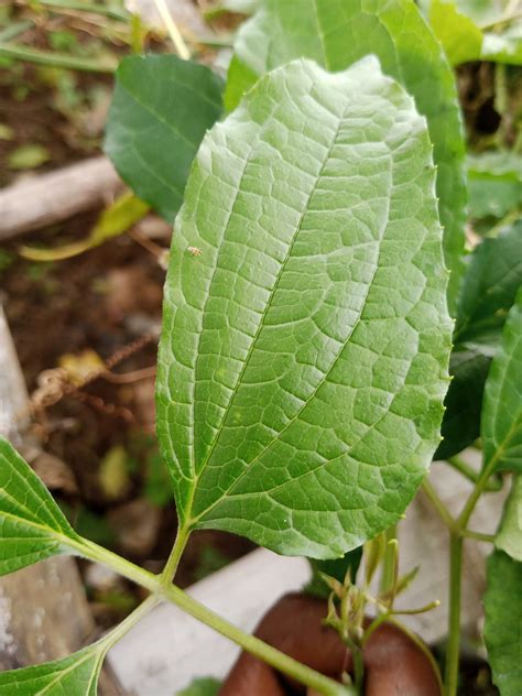 Folha Planta Veios De Uma Foto Gratuita No Pixabay