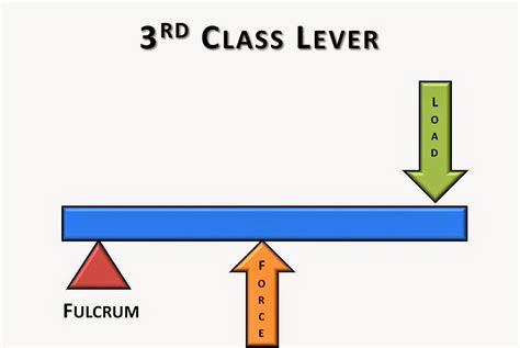 Class 3 Lever Diagram