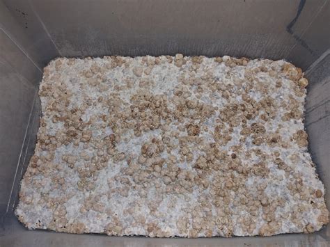 Every Single Mushroom Is A Big Ole Blob Uncased Penis Envy 50 50 Coir Tek Unmodified Shoebox