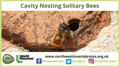 Cavity Nesting Solitary Bees In The Uk Youtube