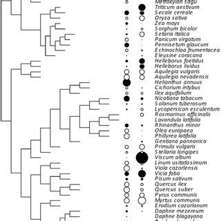 Phylogenetic Tree Depicting The Inferred Evolutionary Relationships Download Scientific Diagram