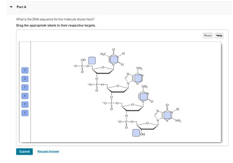 Solved What Is The DNA Sequence For The Molecule Shown