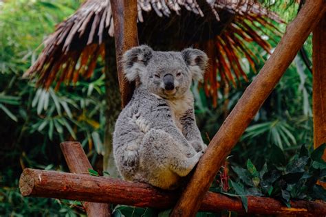 Koalas Quand Spark Déclare Sa Flamme à Pandas