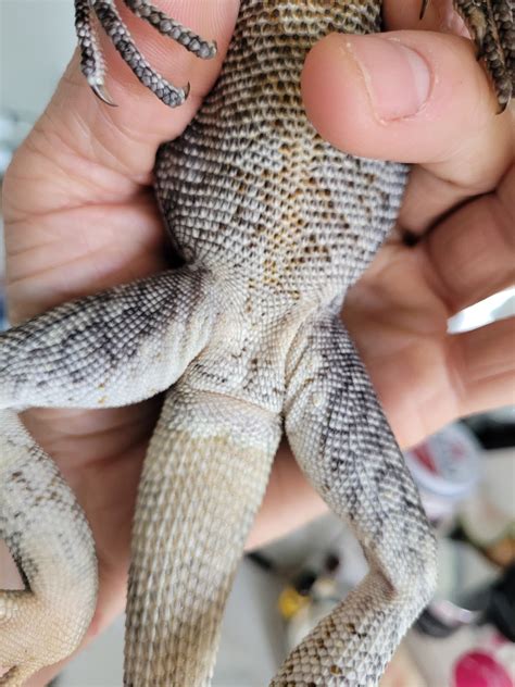 Frilled Sex Other Lizards MorphMarket Reptile Community