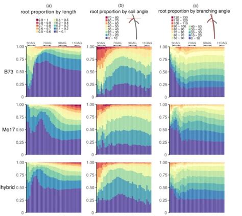 Three Dimensional Time Lapse Analysis Of Maize Root System