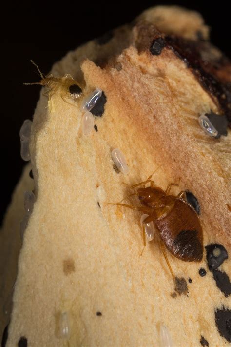Bed Bugs Center For Invasive Species Research