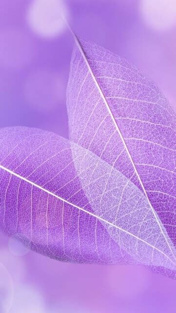 خلفيات باللون البنفسجي روعة Full Hd إمبراطورية الصور