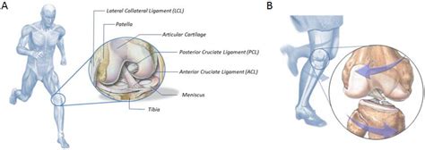 Biomedicines Free Full Text Advanced Graft Development Approaches