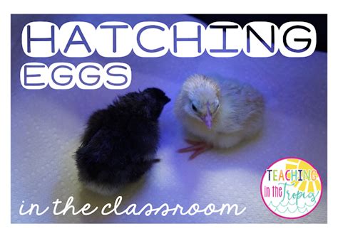 Hatching Chicken Eggs In The Classroom Tips For A Successful Hatch Teaching In The Tropics