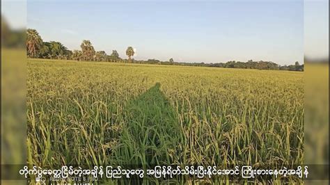 မိုးမောက်မြို့နယ်မှာ စပါးရိတ်သိမ်းချိန် တိုက်ပွဲပြန်ဖြစ်လာတဲ့အတွက် လယ်သမားတွေစိတ်ဆင်းရဲ Youtube