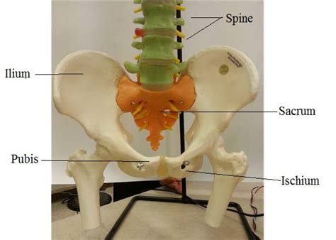 Pubis Skeleton
