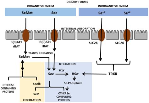 Absorption And Metabolism Of Selenium Nanoparticles Download Scientific Diagram