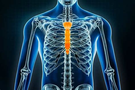 Tulang Pipih Ketahui Struktur Dan Fungsinya Alodokter