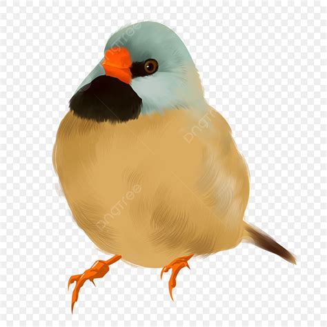 귀여운 일러스트 새 노란색 그림 만화 예쁜 예쁜 새 새 장식 그림 조류 Png 일러스트 및 Psd 이미지 무료 다운로드